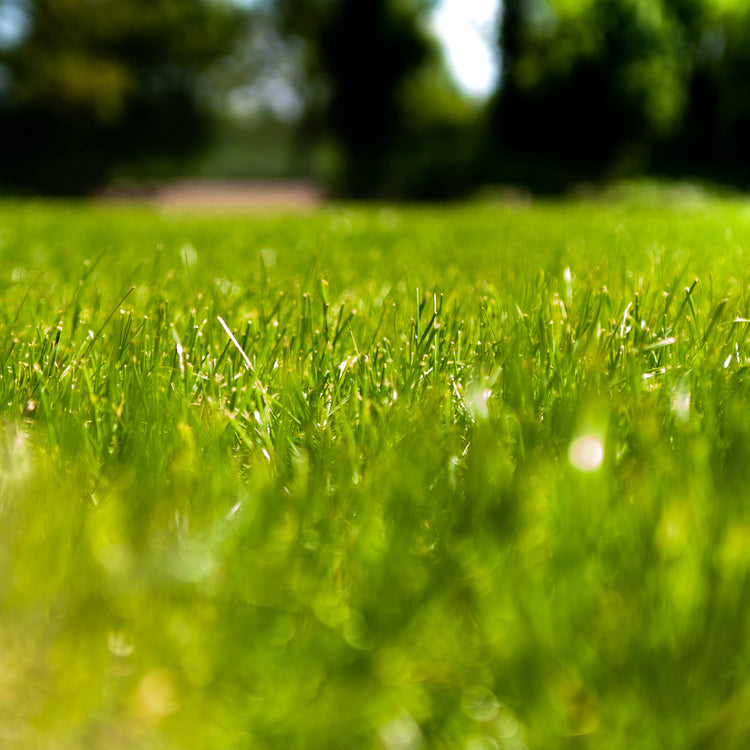 How To Restore Colour To Your Lawn – Wallingtons WRG