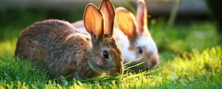 The Ultimate Rabbit Adoption And Care Guide – Wallingtons WRG